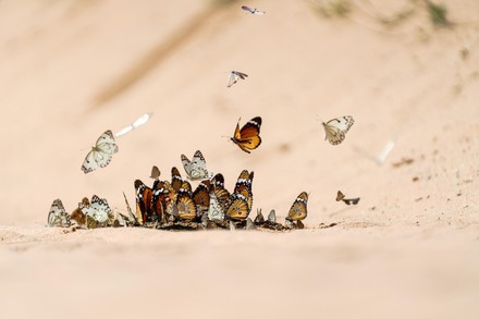 500 Flying tiger Stock Pictures, Editorial Images and Stock Photos ...