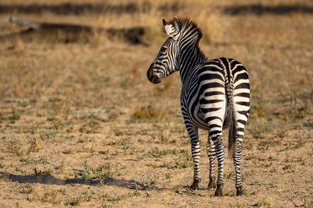 Plains Zebra Subspecies Crawshays Zebra Equus Editorial Stock Photo ...