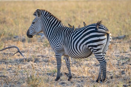 Plains Zebra Subspecies Crawshays Zebra Equus Editorial Stock Photo ...