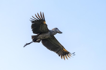 Shoebill Balaeniceps Rex Abu Markub Evening Editorial Stock Photo ...
