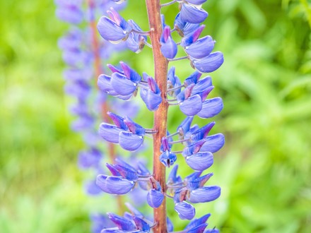 Lupine Largeleaved Lupin Lupinus Polyphyllus Leoben Editorial Stock ...