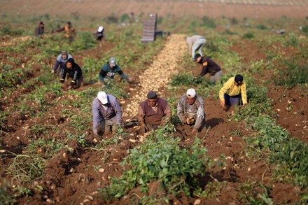Palestinian Farmers Collect Potatoes During Harvest Editorial Stock ...