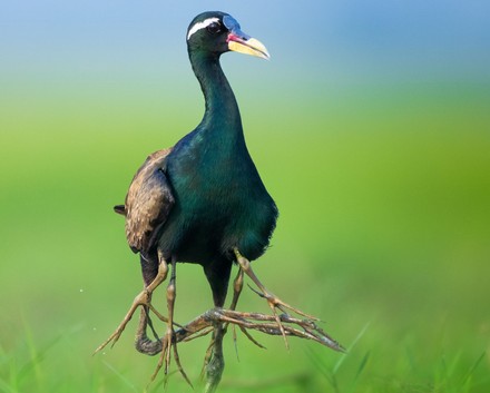Bird Appears Scuttle Away On Six Editorial Stock Photo - Stock Image ...
