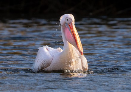Petulant Pelican Makes Splash Has Tantrum Editorial Stock Photo - Stock ...