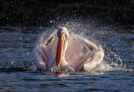 Petulant Pelican Makes Splash Has Tantrum Editorial Stock Photo - Stock ...