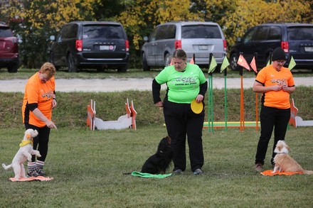 Dogs Perform Tricks During Dog Show Editorial Stock Photo - Stock Image ...