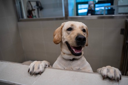 Dog Inside Dog Kennel Hong Kong Editorial Stock Photo - Stock Image ...