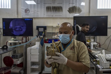 Veterinary Worker Holds Falcon After Received Editorial Stock Photo ...