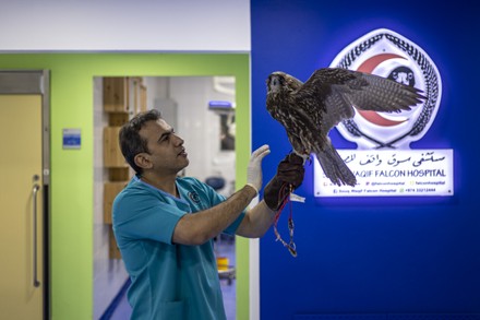 Hospital Director Veterinary Consultant Dr Ikdam Editorial Stock Photo ...