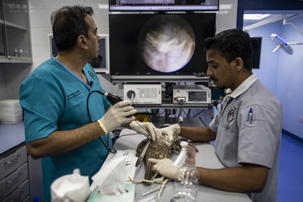 Hospital Director Veterinary Consultant Dr Ikdam Editorial Stock Photo ...