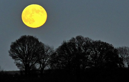 Golden Moon Rises Over Tree Topped Editorial Stock Photo - Stock Image ...