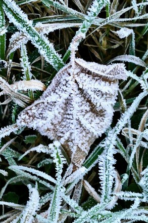 Hoar Frost Turns Woodlands Winter Wonderland Editorial Stock Photo ...