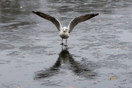 Seagull Lands On Frozen Pond Finsbury Editorial Stock Photo - Stock ...