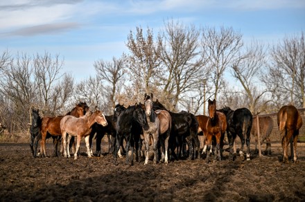 Trudove Ukraine December 2 2022 Horse Editorial Stock Photo - Stock ...