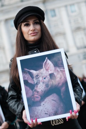 Protester Holds Photograph Pig Suffering Abuse Editorial Stock Photo ...