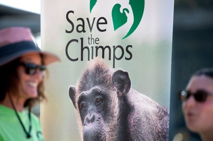 __COUNT__ Save the Chimps sanctuary, Fort Pierce, USA - 10 Dec 2022 ...
