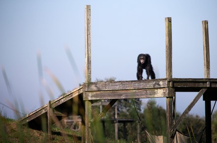 Chimpanze Stays One Artificial Islands Save Editorial Stock Photo ...