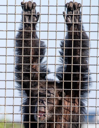 Chimpanze Stays One Artificial Islands Save Editorial Stock Photo ...