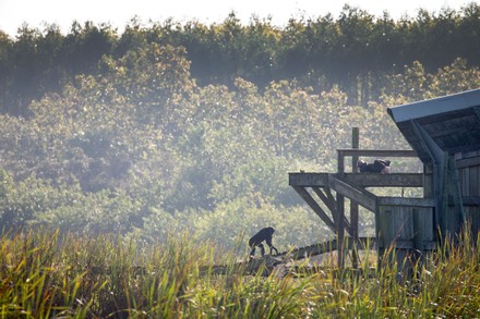 Chimpanzees Stay One Artificial Islands Save Editorial Stock Photo ...