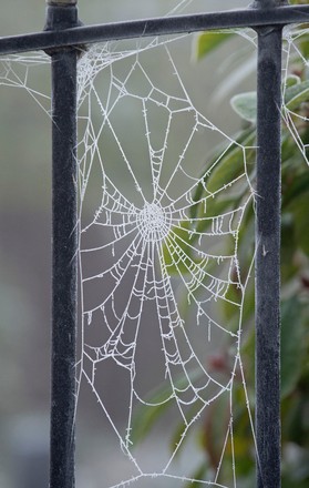 Frozen Spiders Web Sidcup South East Editorial Stock Photo - Stock ...