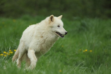 Alaskan Tundra Wolf Canis Lupus Albus Editorial Stock Photo - Stock ...