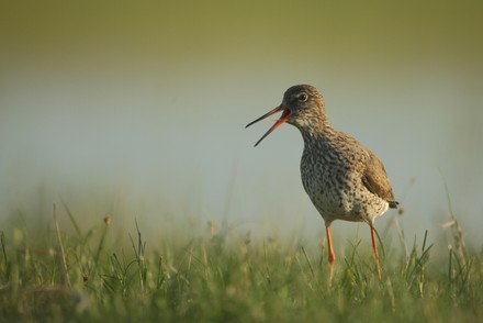 Common Redshank Tringa Totanus Screaming Grass Editorial Stock Photo ...