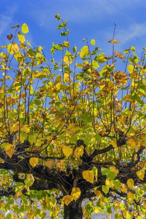 1,000 Linden tree Stock Pictures, Editorial Images and Stock Photos ...
