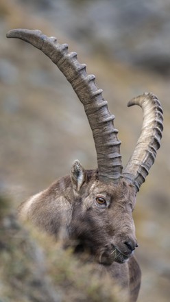 Alpine Ibex Capra Ibex Capital Animal Editorial Stock Photo - Stock ...