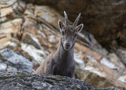 Alpine Ibex Capra Ibex Female Vertical Editorial Stock Photo - Stock ...