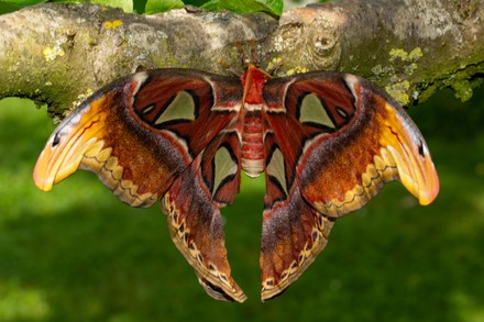 Atlas Silkmoth Moth Open Wings Hanging Editorial Stock Photo - Stock ...