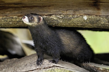European Polecat Mustela Putorius Called Ferret Editorial Stock Photo ...