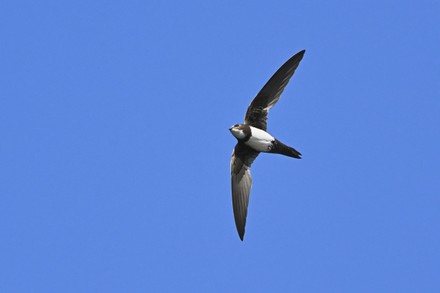 19 Alpine swift Stock Pictures, Editorial Images and Stock Photos ...