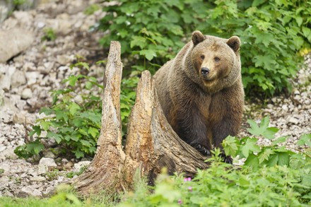 Eurasian Brown Bearan Brown Bear Ursus Editorial Stock Photo - Stock ...