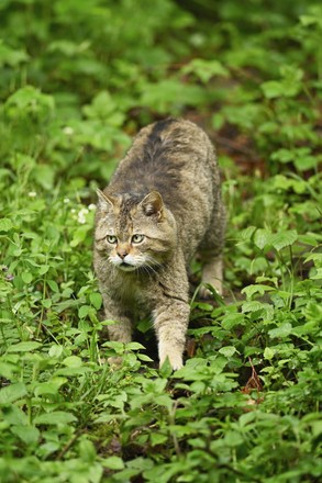 European Wildcat Felis Silvestris Forest Cat Editorial Stock Photo ...
