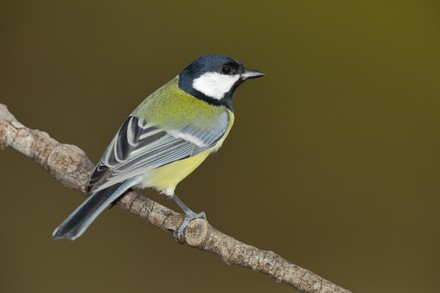 Great Tit Parus Major Female Sitting Editorial Stock Photo - Stock ...