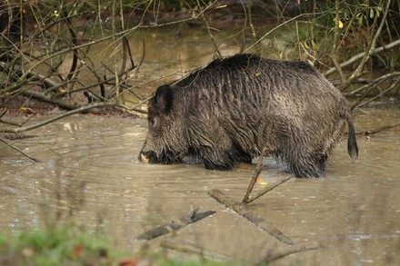 Wild Boar Sus Scrofa Boar Wallow Editorial Stock Photo - Stock Image ...