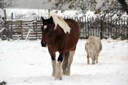 Two Horses Trudge Across Snowy Paddock Editorial Stock Photo - Stock ...