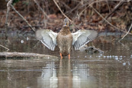 Pair Mallard Ducks Seen They Clean Editorial Stock Photo - Stock Image ...