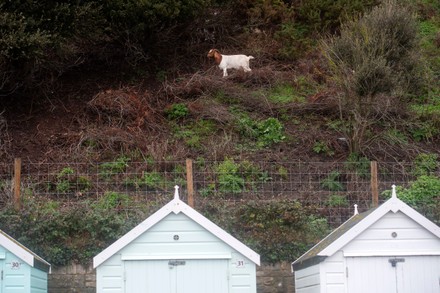 750 Herd of goats Stock Pictures, Editorial Images and Stock Photos ...