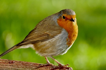European Robin Association Robins Christmas Date Editorial Stock Photo ...