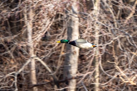 Mallard Northern Shoveler Ducks Seen Miami Editorial Stock Photo ...