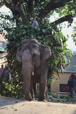 Men Use Large Elephant Cut Fodder Editorial Stock Photo - Stock Image ...