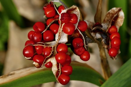 Waxy Colourful Stinking Iris Berries Hedgerows Editorial Stock Photo ...