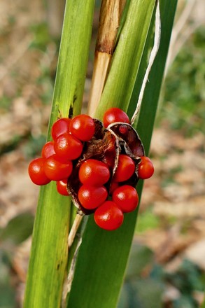 Waxy Colourful Stinking Iris Berries Hedgerows Editorial Stock Photo ...