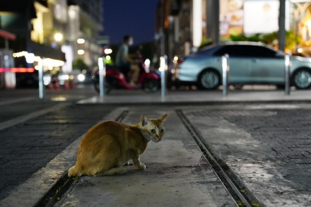 Stray Cat On Street Bangkok On Editorial Stock Photo - Stock Image ...
