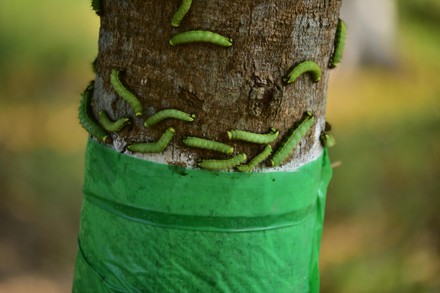 Muga Silkworms Released On Som Tree Editorial Stock Photo - Stock Image ...