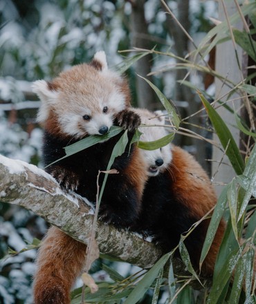 Red Panda Keeps Feet High Dry Editorial Stock Photo - Stock Image ...