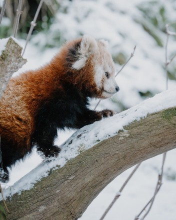 Red Panda Keeps Feet High Dry Editorial Stock Photo - Stock Image ...