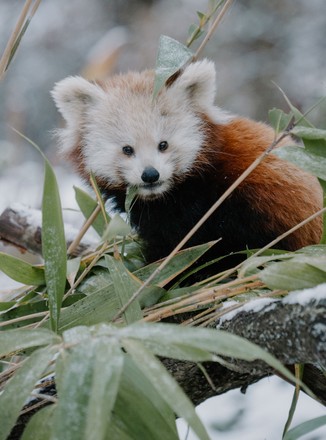 Red Panda Keeps Feet High Dry Editorial Stock Photo - Stock Image ...