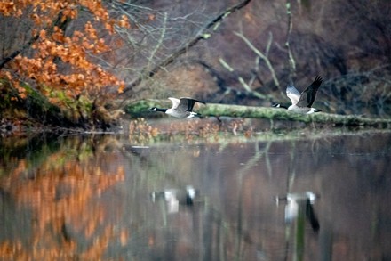 Canada Geese Seen Miami Whitewater Forest Editorial Stock Photo - Stock ...